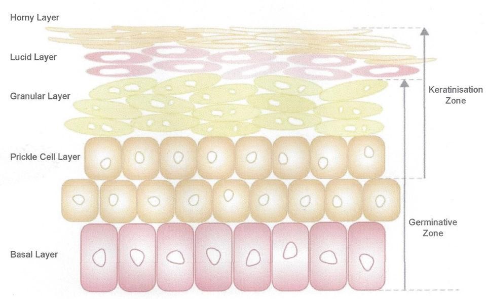 Histology of the skin; Skin Basics & Skin Anatomy - Doctor Wellness